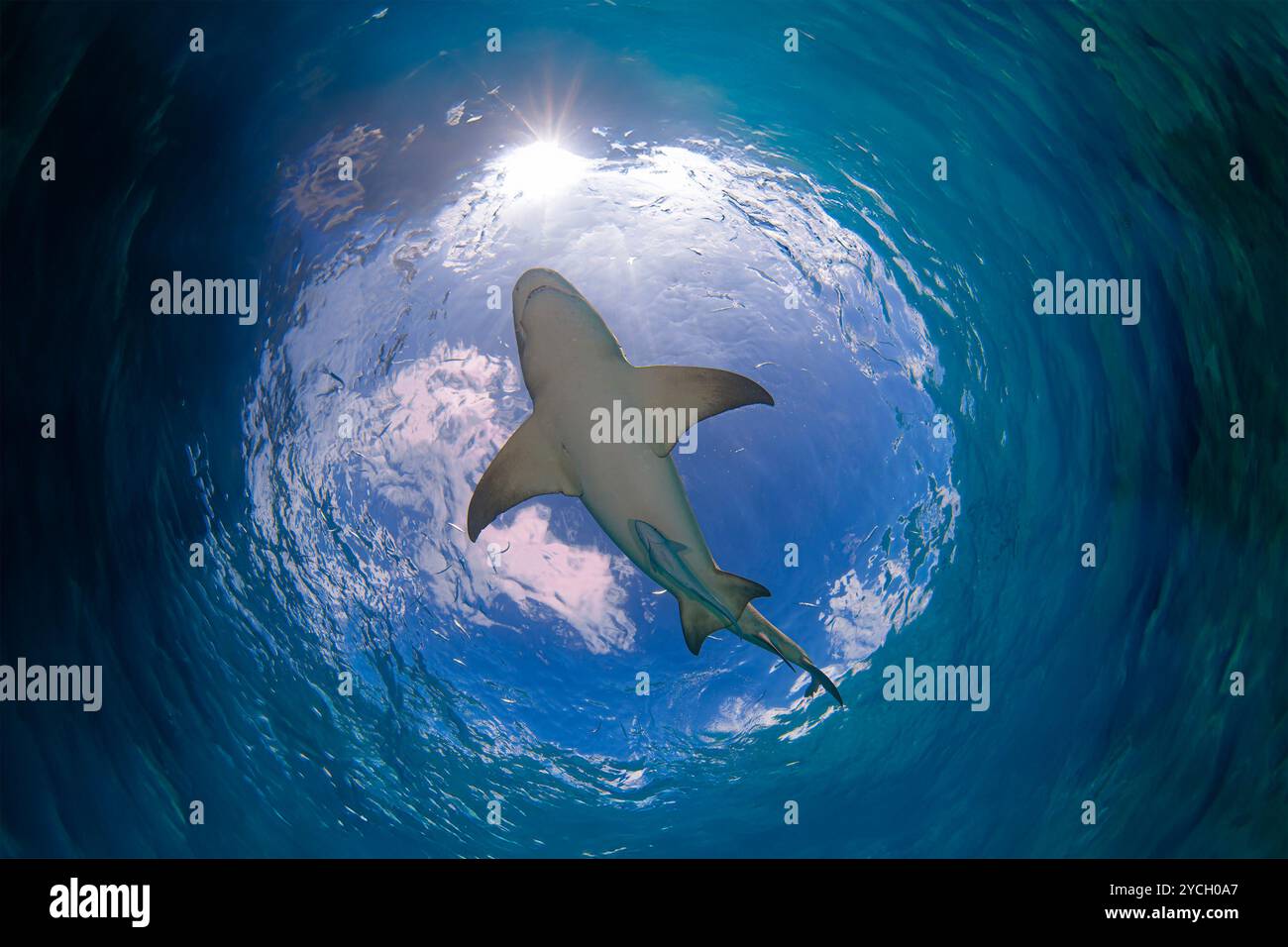 Lemon shark framed in Snell's window, showing blue sky and clouds above ...