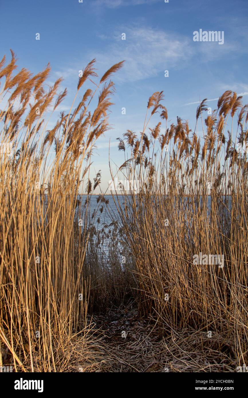 Lakeside field hi-res stock photography and images - Alamy