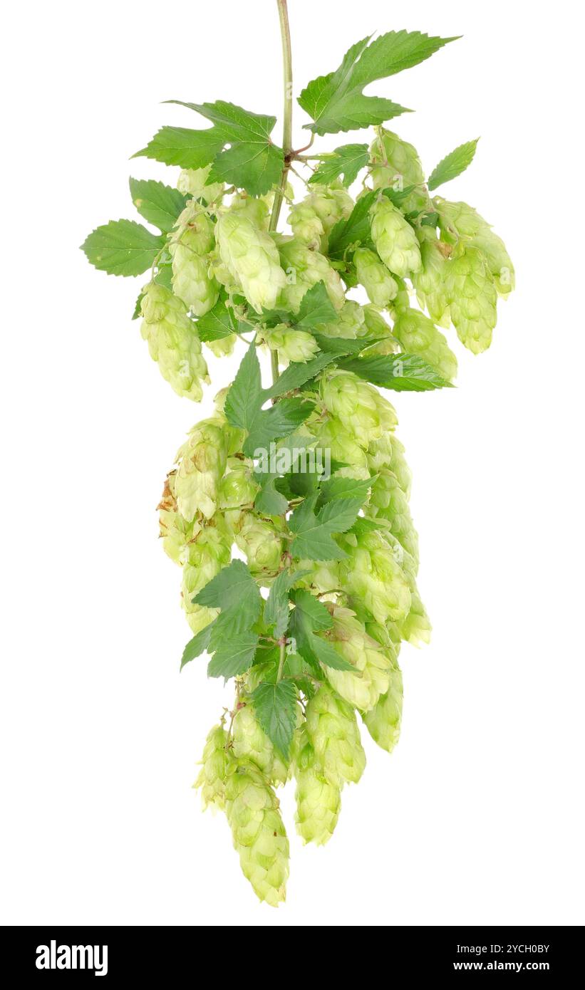 Cluster of hops with leafs isolated Stock Photo - Alamy