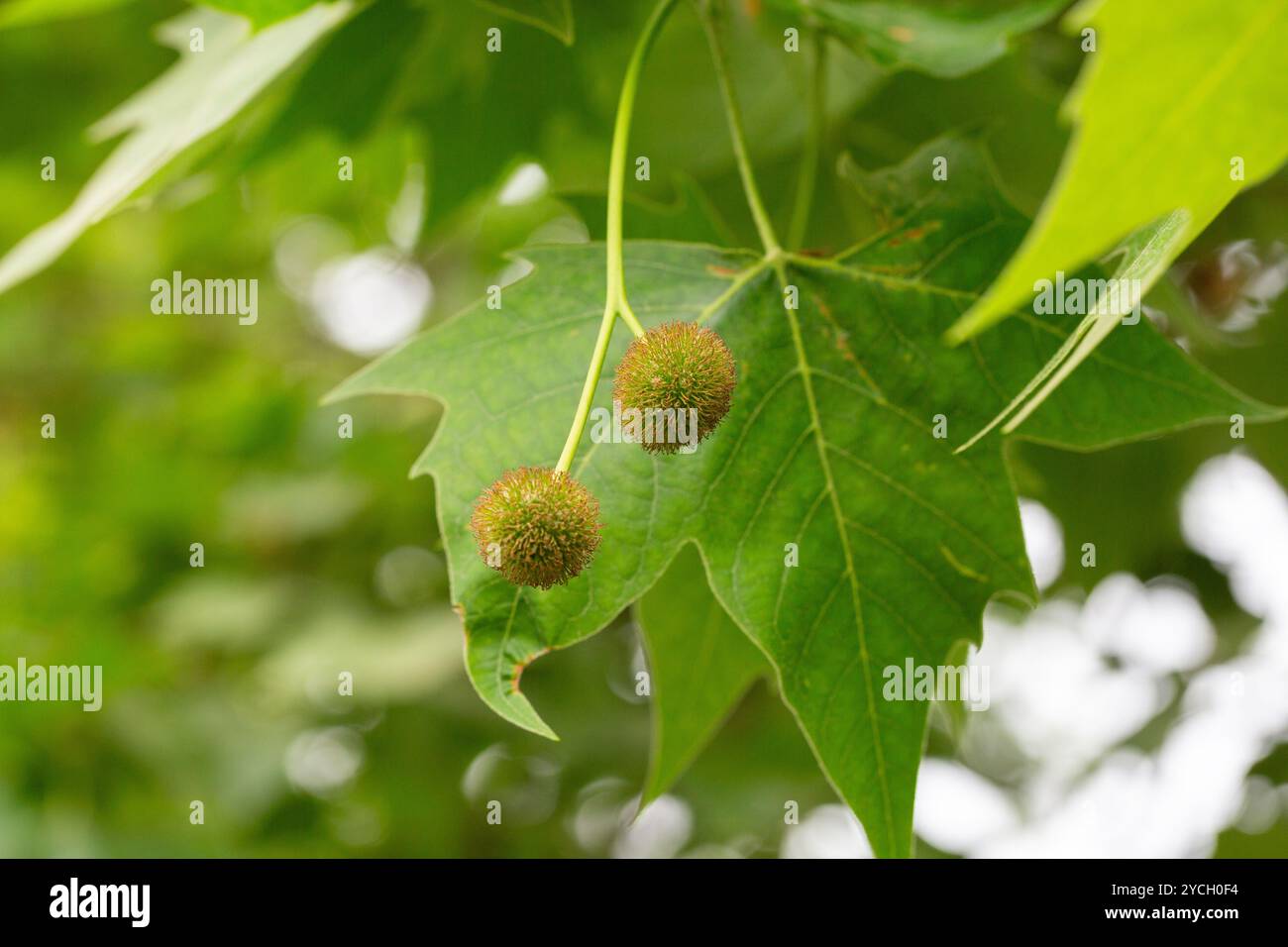 Leaves and fruits of Platanus occidentalis, also known as American ...