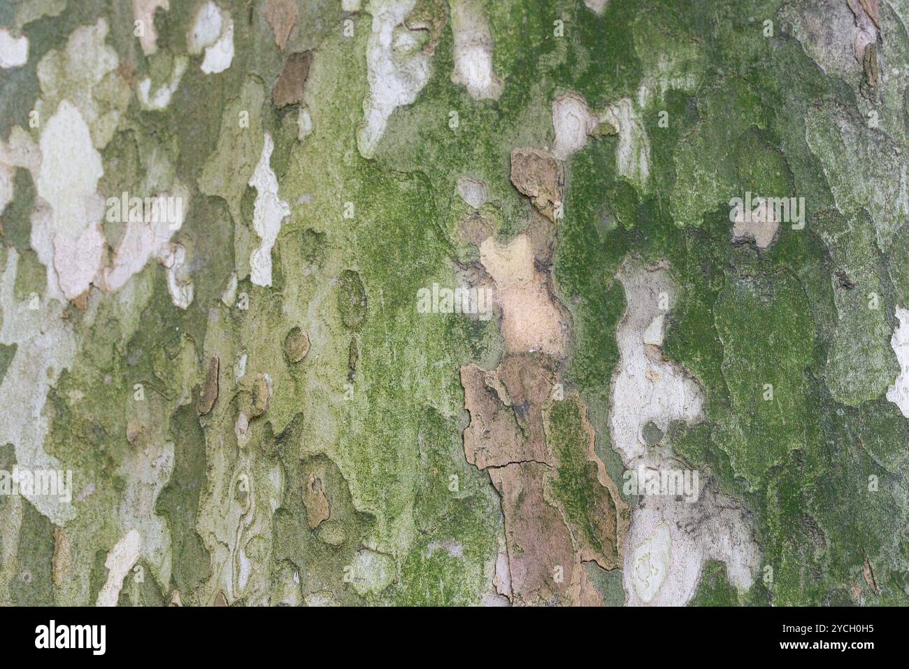 Platanus occidentalis tree bark texture closeup. A tree shedding bark ...