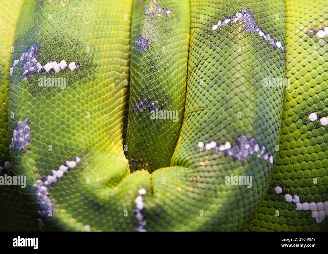 Winding green skin snake with white stripe Stock Photo - Alamy
