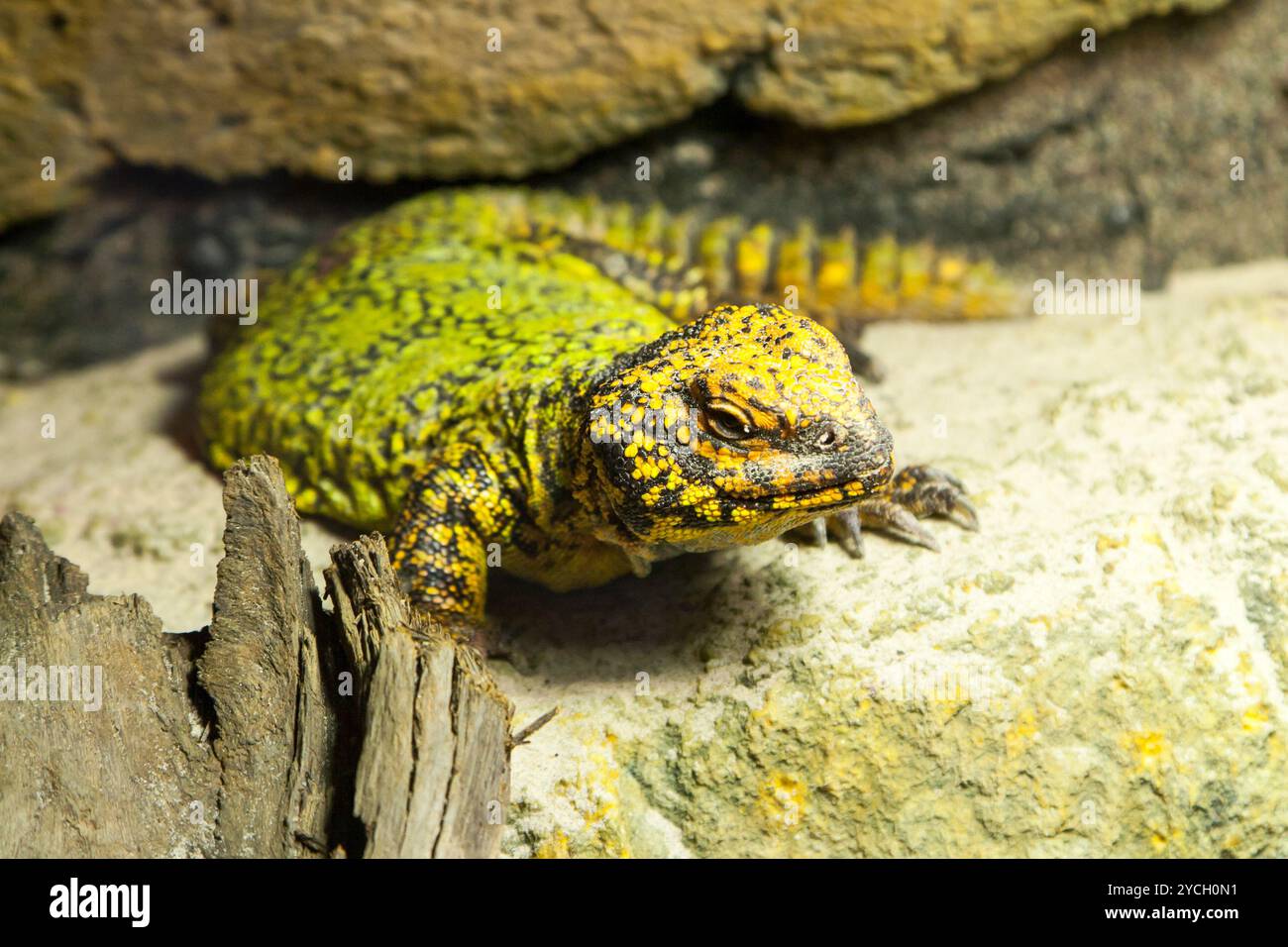 Fat lizard hi-res stock photography and images - Alamy