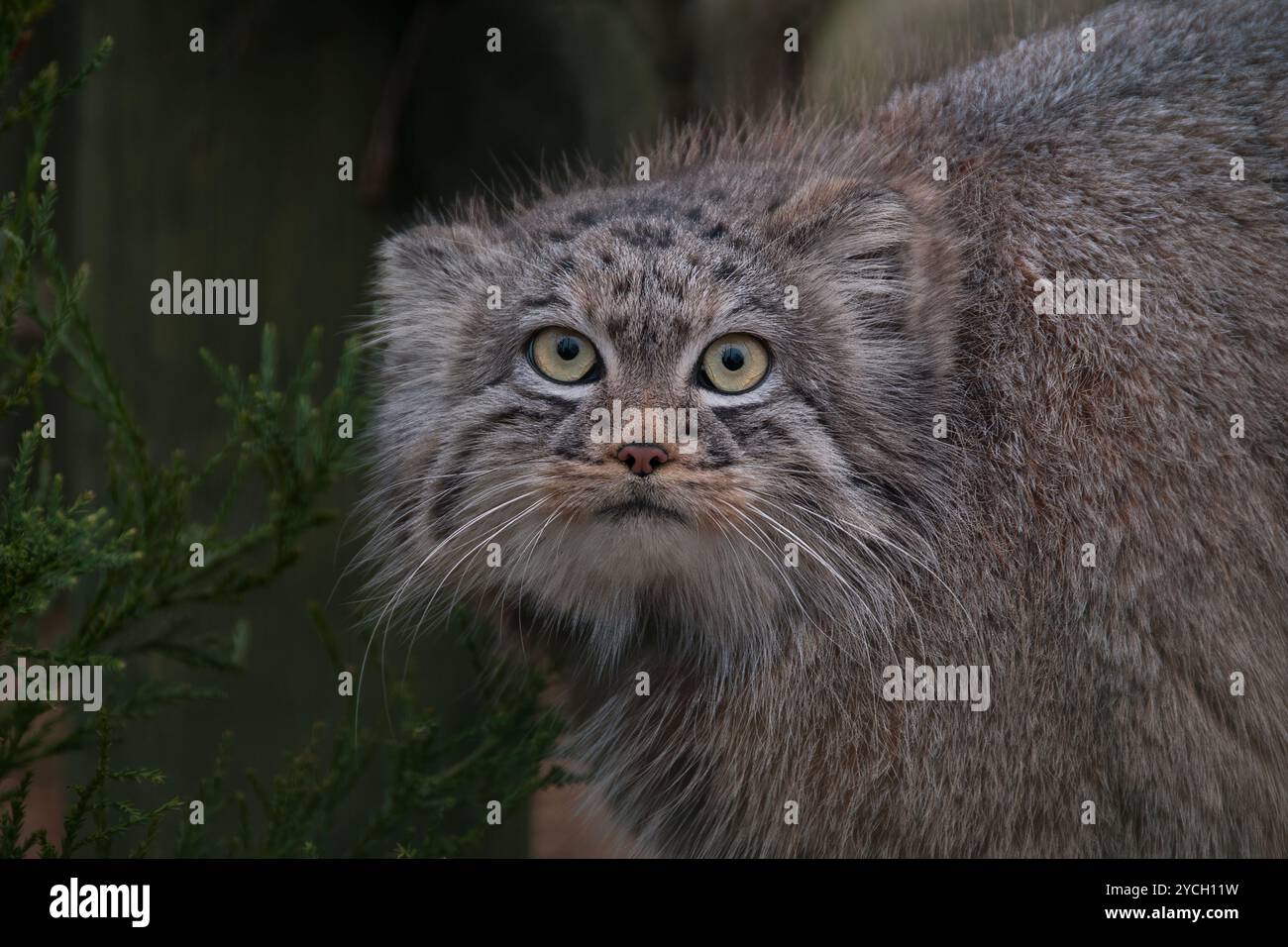 Elusive pallas cat hi-res stock photography and images - Alamy