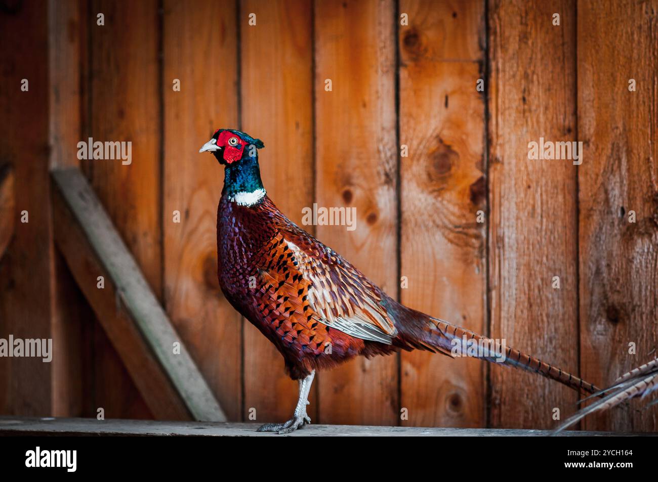 Majestic Pheasant Standing Proudly Against a Rustic Wooden Backdrop ...