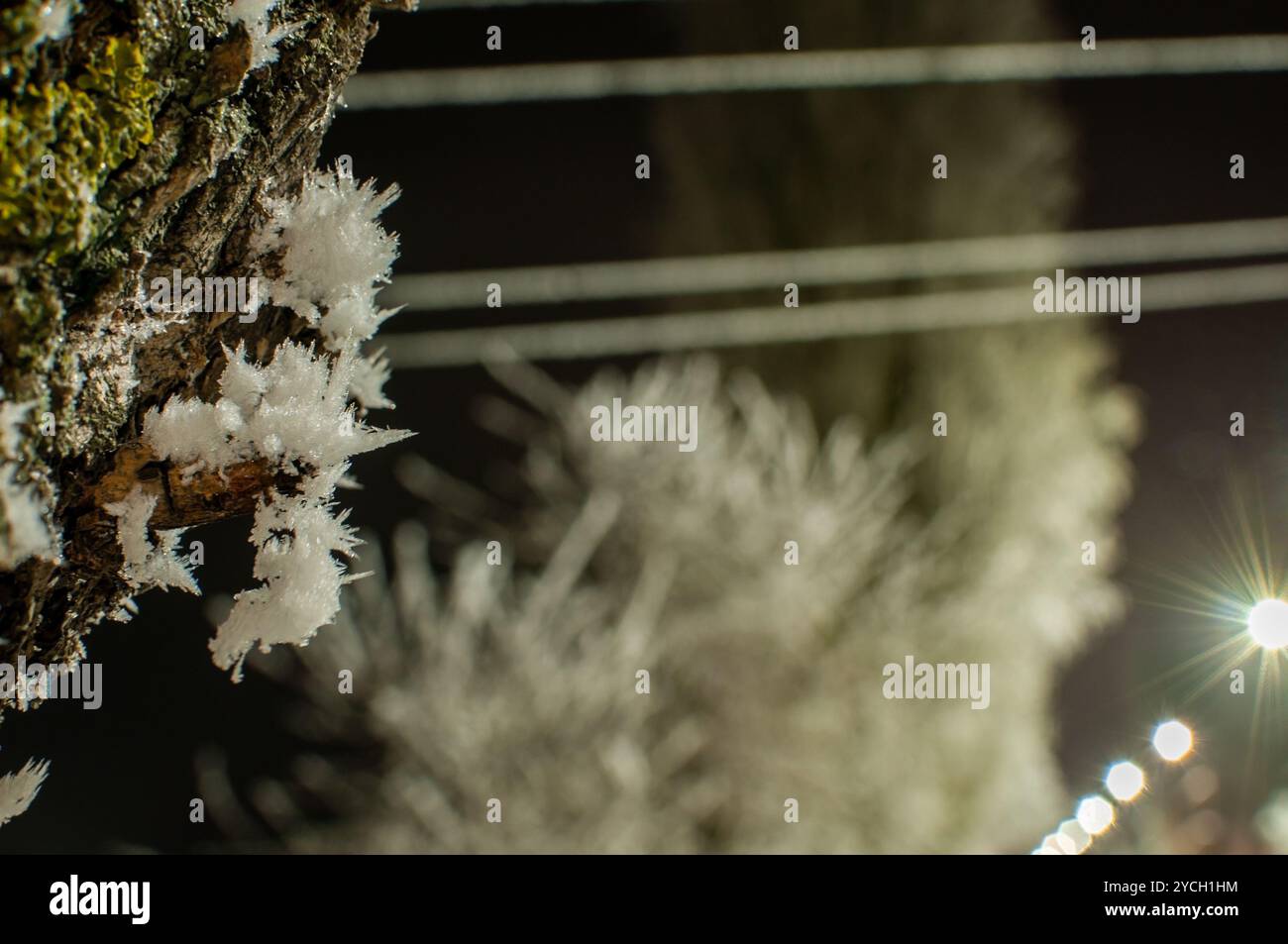 Branches capture hi-res stock photography and images - Alamy