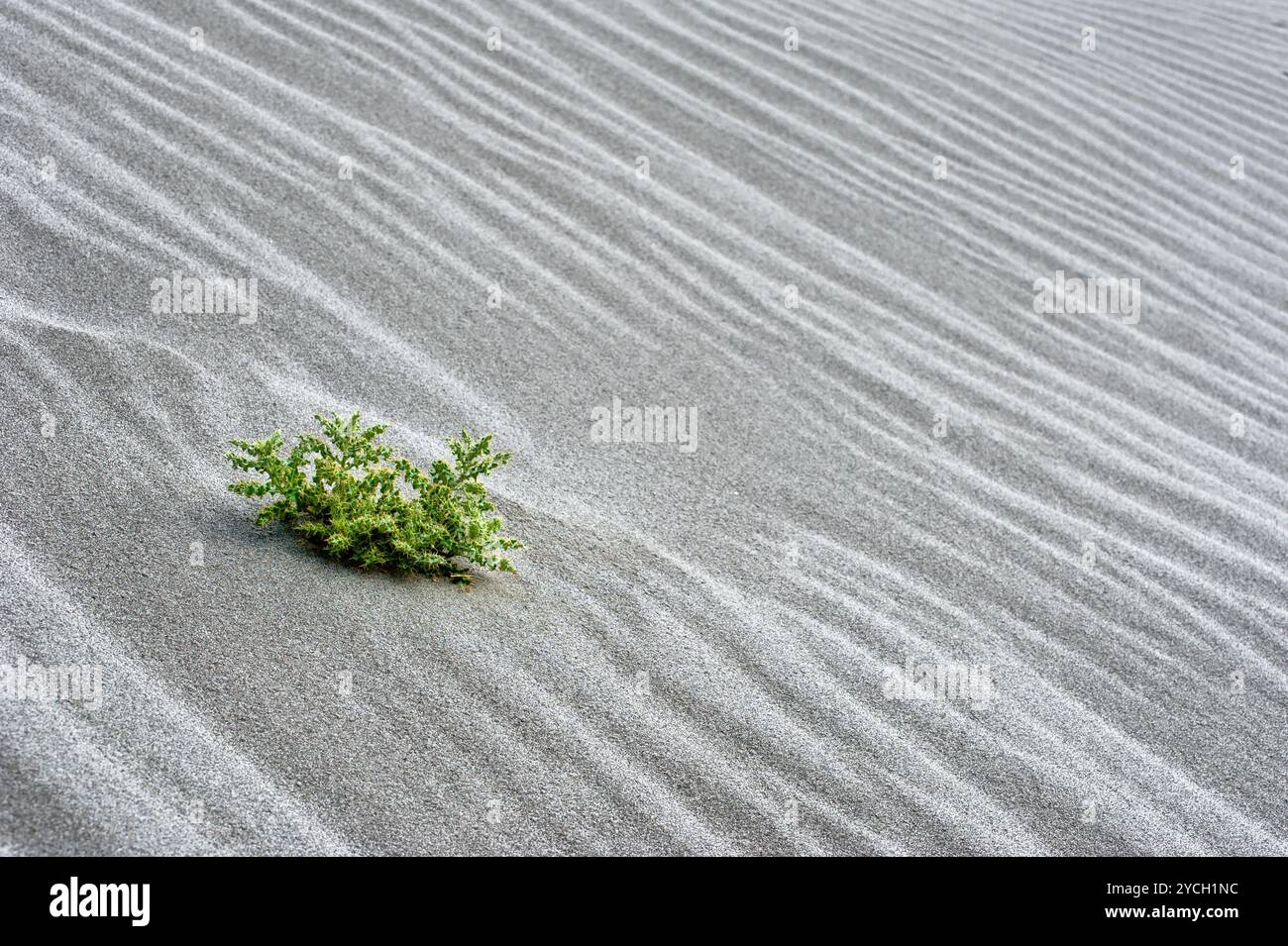 Cactus sand hi-res stock photography and images - Alamy