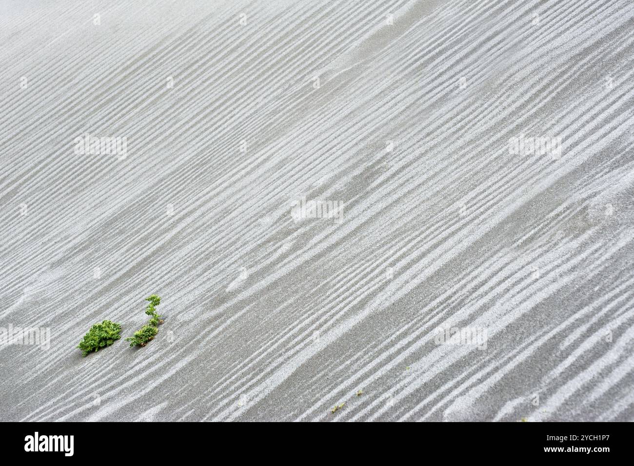 Cactus sand hi-res stock photography and images - Alamy