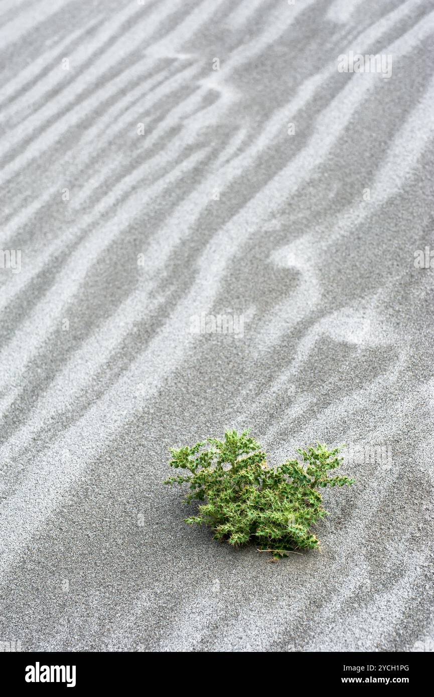 Cactus sand hi-res stock photography and images - Alamy