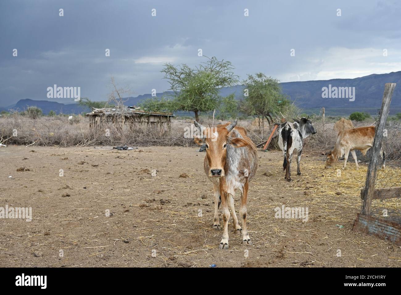Domestic livestock of the Maasai tribe in a paddock with a fence made ...