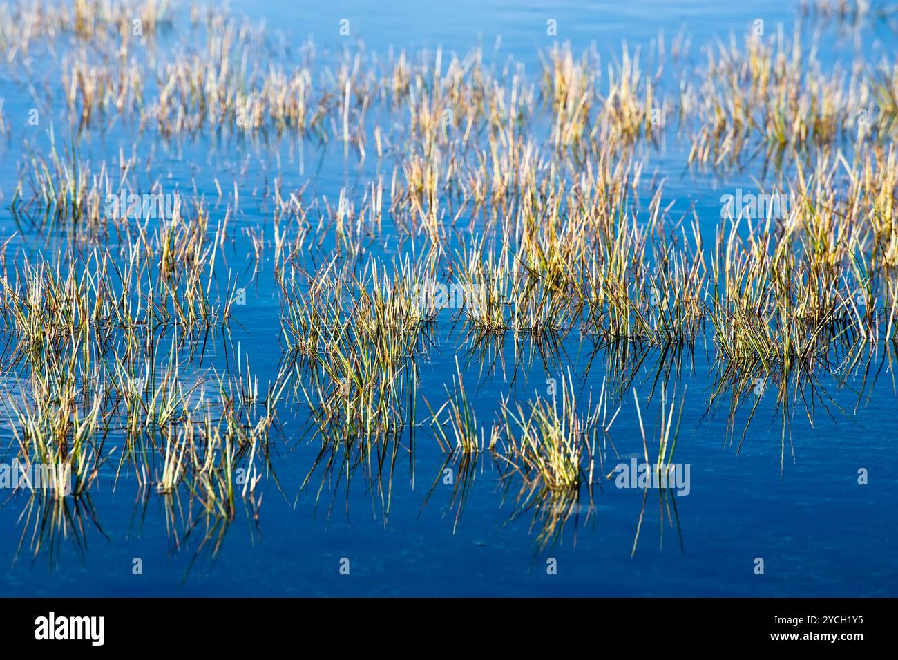 Hydroponic farm rice hi-res stock photography and images - Alamy