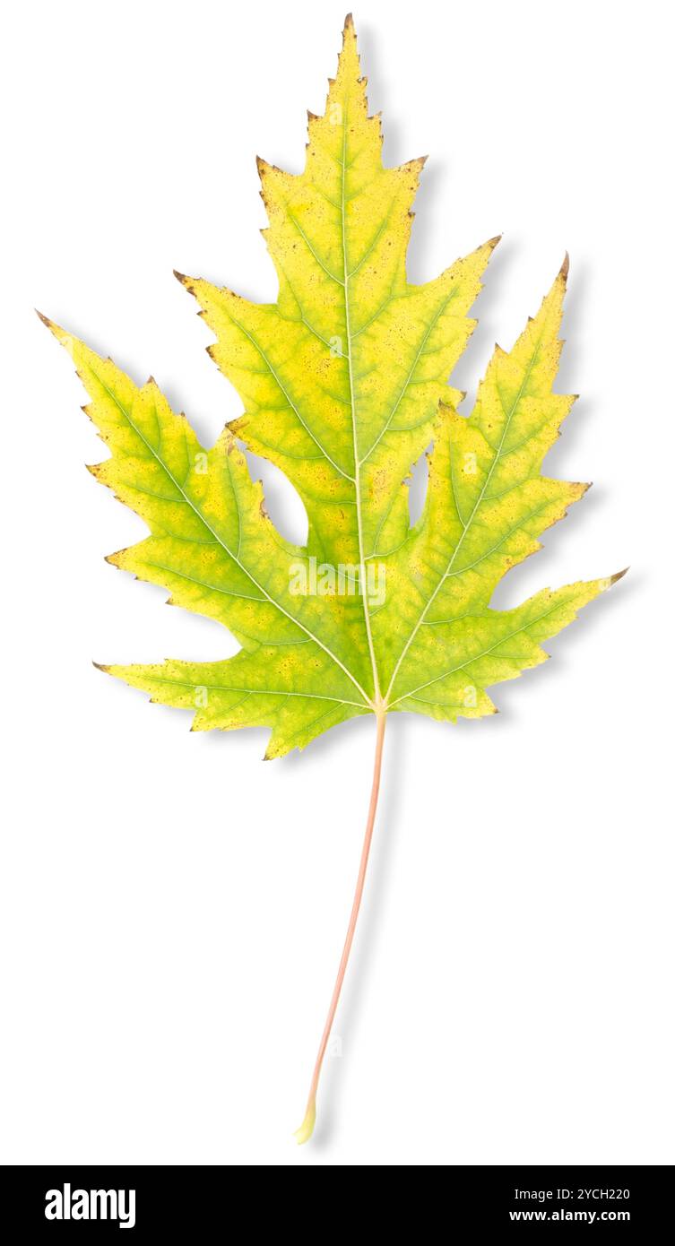 Yellow autumn leaf tree Cut Out Stock Images & Pictures - Alamy