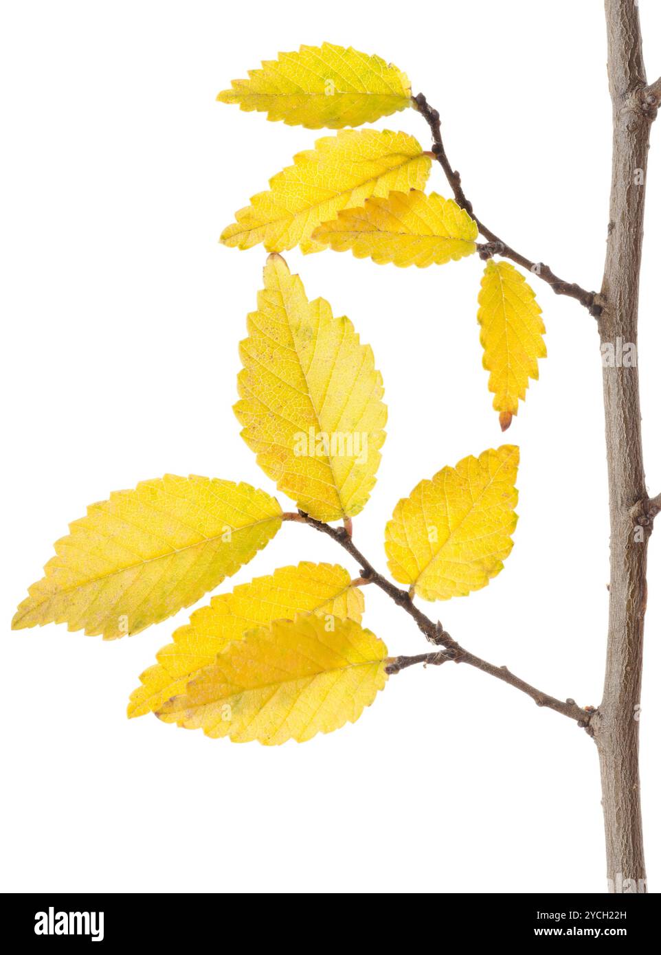 Vertical shot autumn tree hi-res stock photography and images - Alamy
