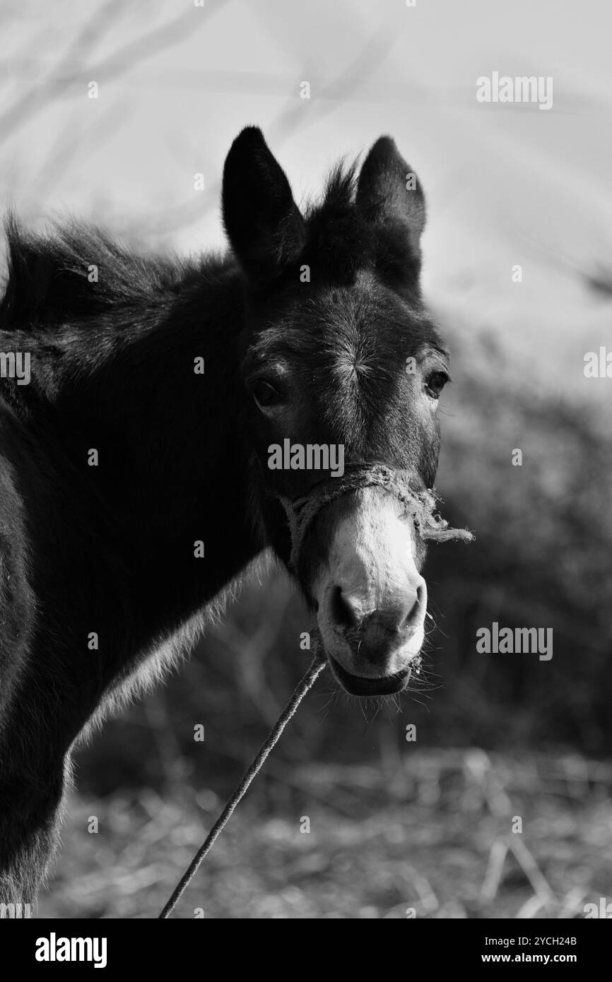 Donkey features Black and White Stock Photos & Images - Alamy
