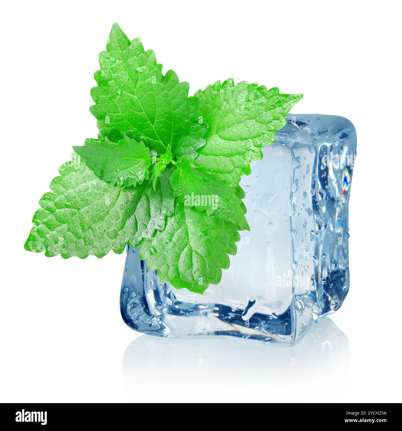 White ice plant Cut Out Stock Images & Pictures - Alamy