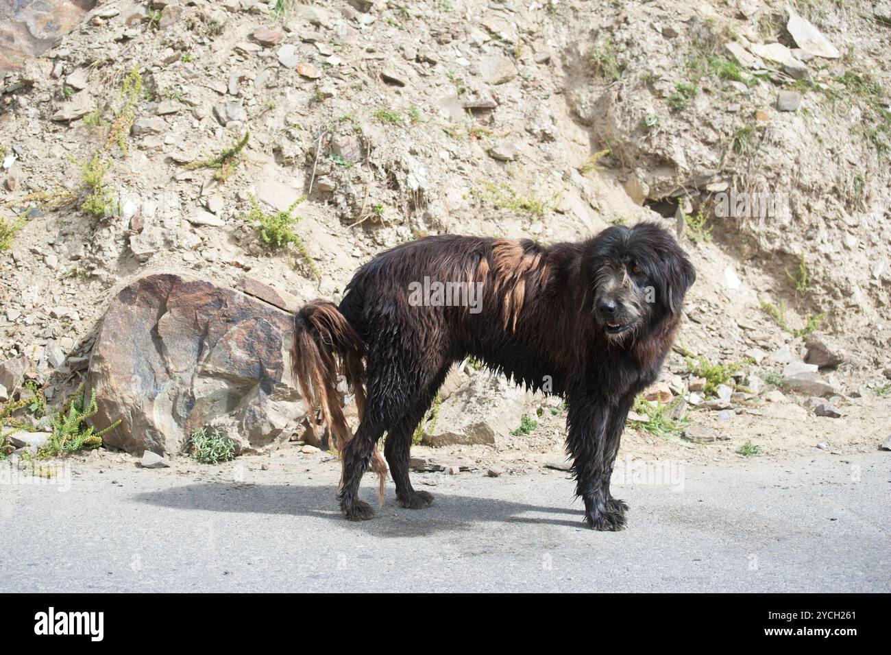 Himalayan herding dog leads goat and sheep flock Stock Photo - Alamy