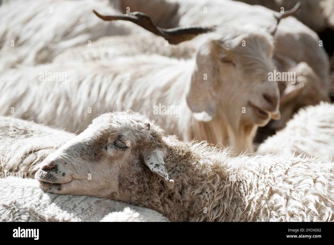 Sheep and white kashmir (pashmina) goat from India Stock Photo - Alamy