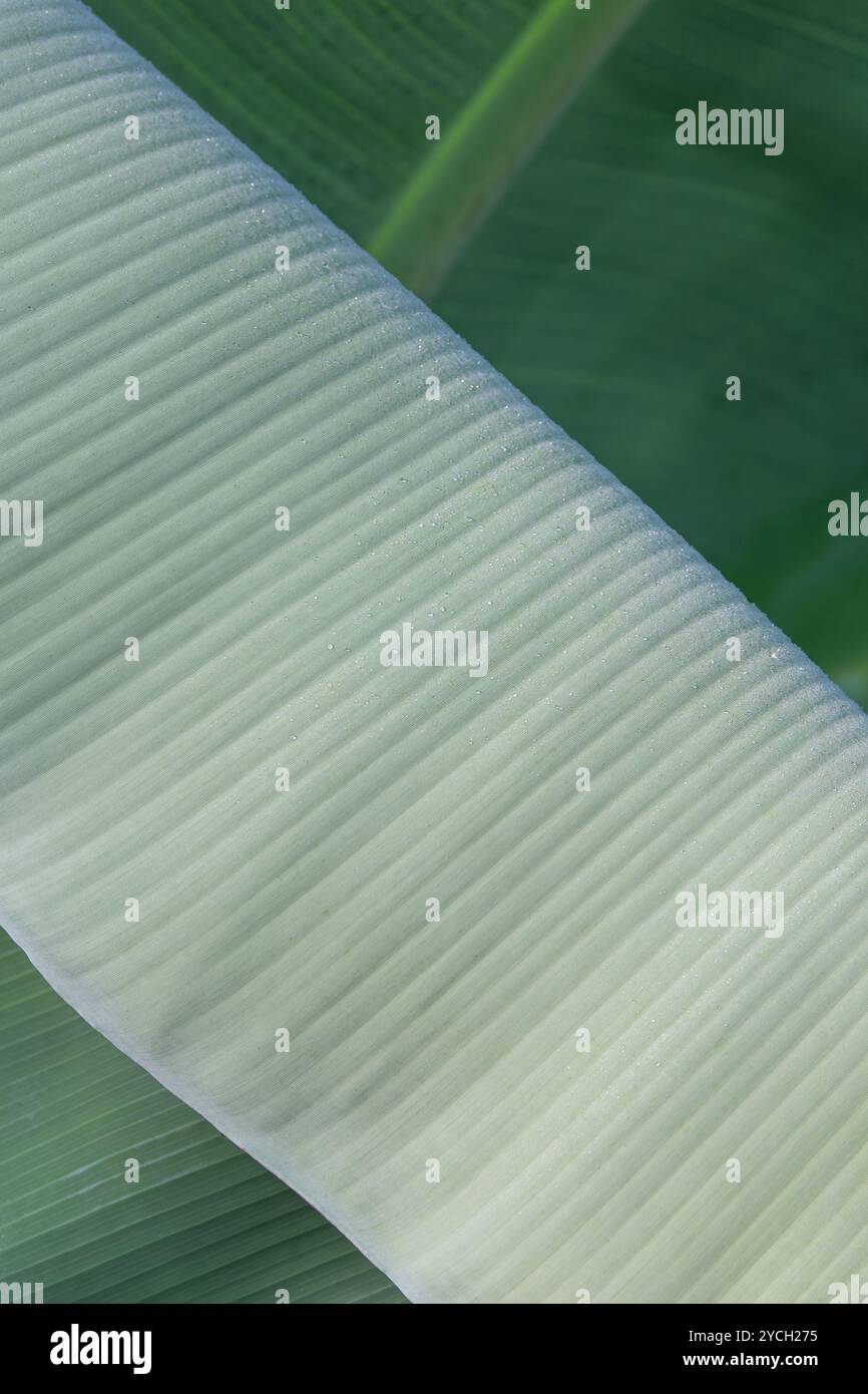 Vertical image of the folded leaf of a banana plant with dew drops ...