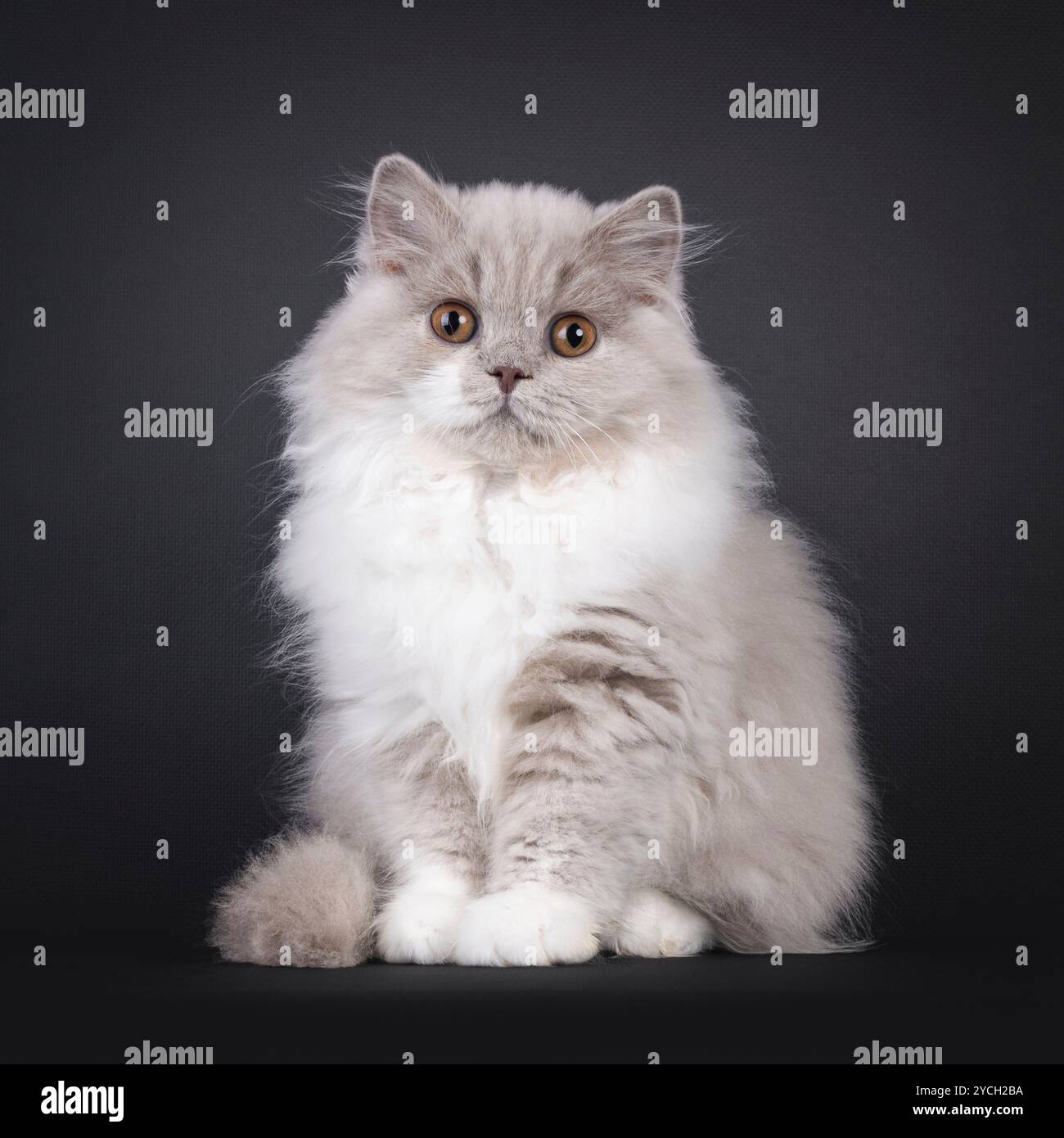Adorable fluffy British Longhair cat kitten, sitting up facing front ...