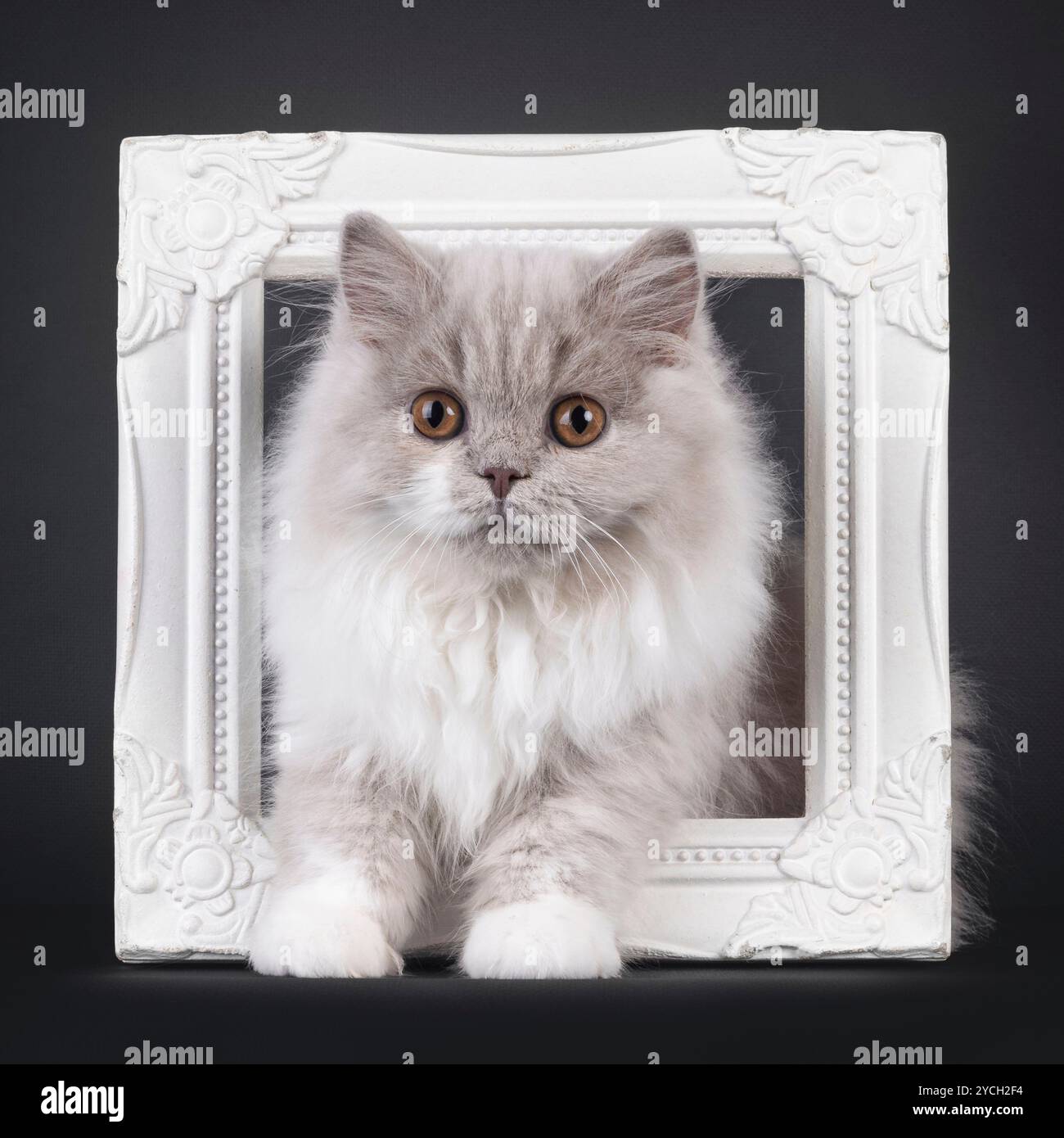 Adorable fluffy British Longhair cat kitten, sitting throught white ...