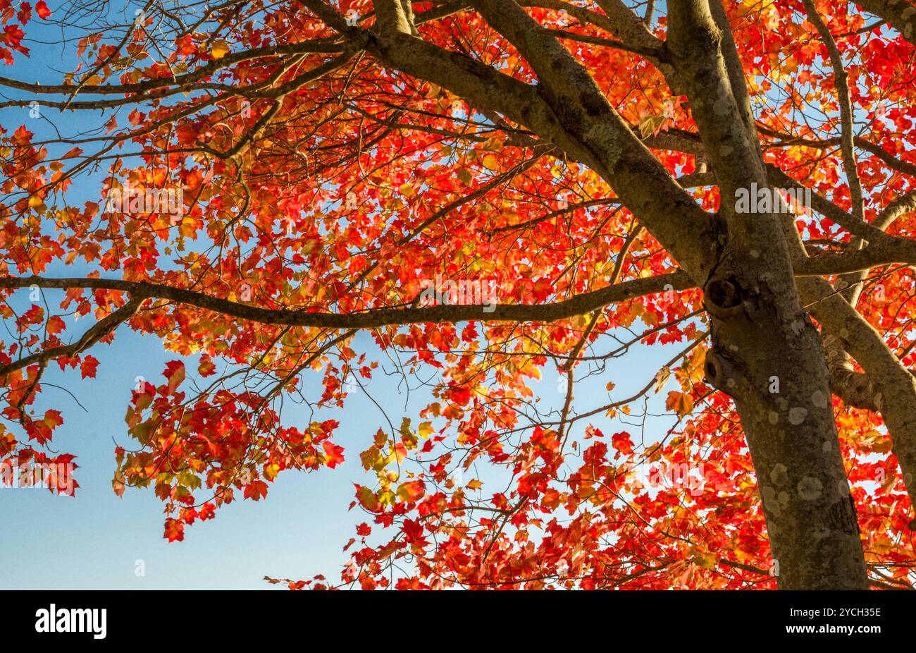 An Artists View of a Red Oak Tree with leaves Turning Red for the ...