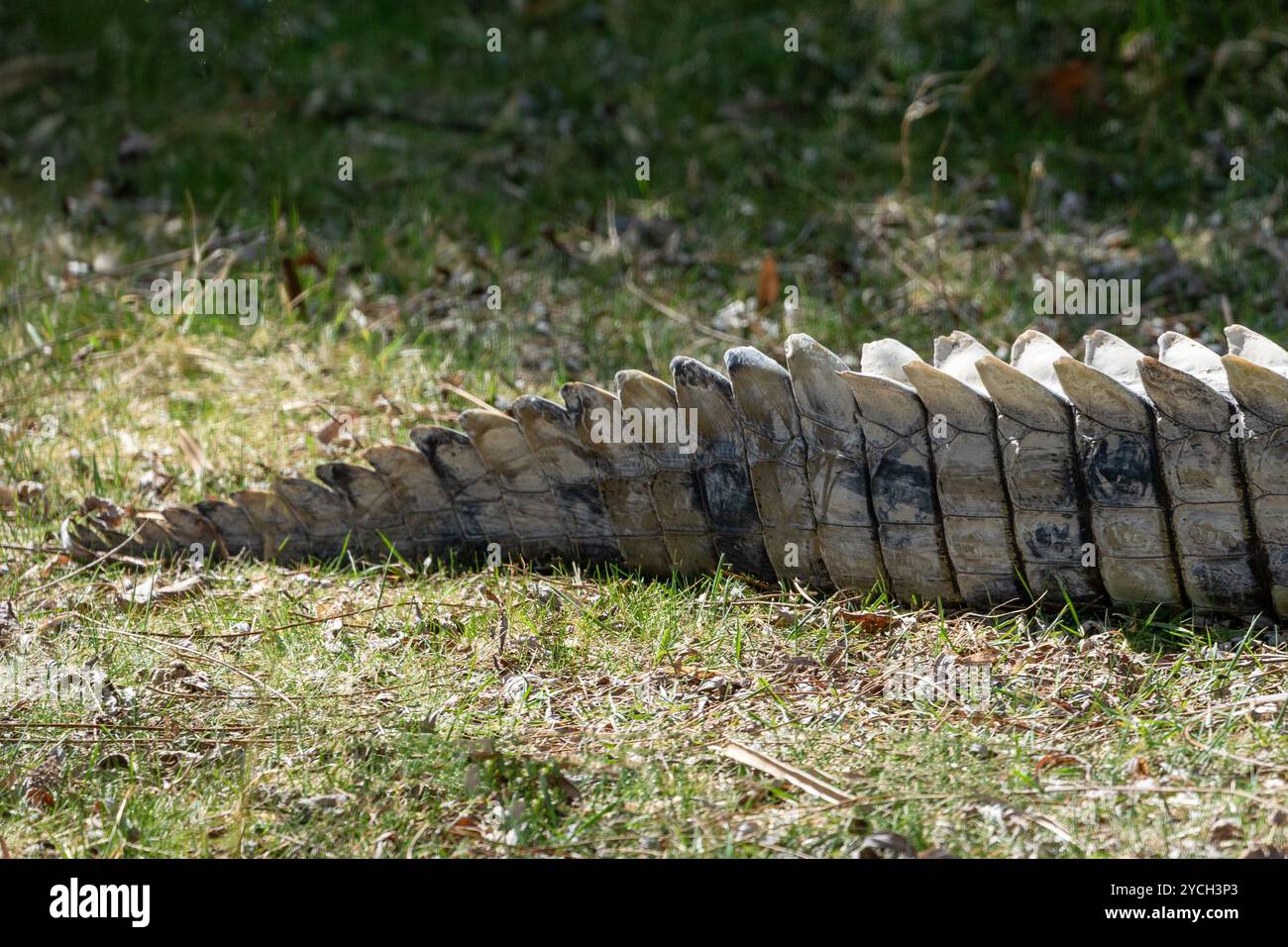Alligator tail anatomy hi-res stock photography and images - Alamy