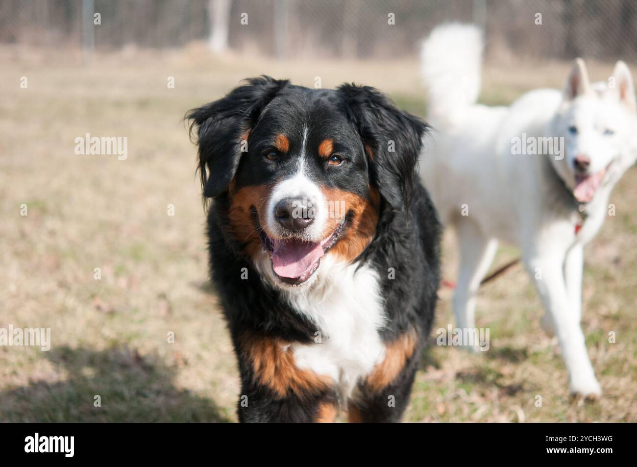 Two dogs together hi-res stock photography and images - Alamy