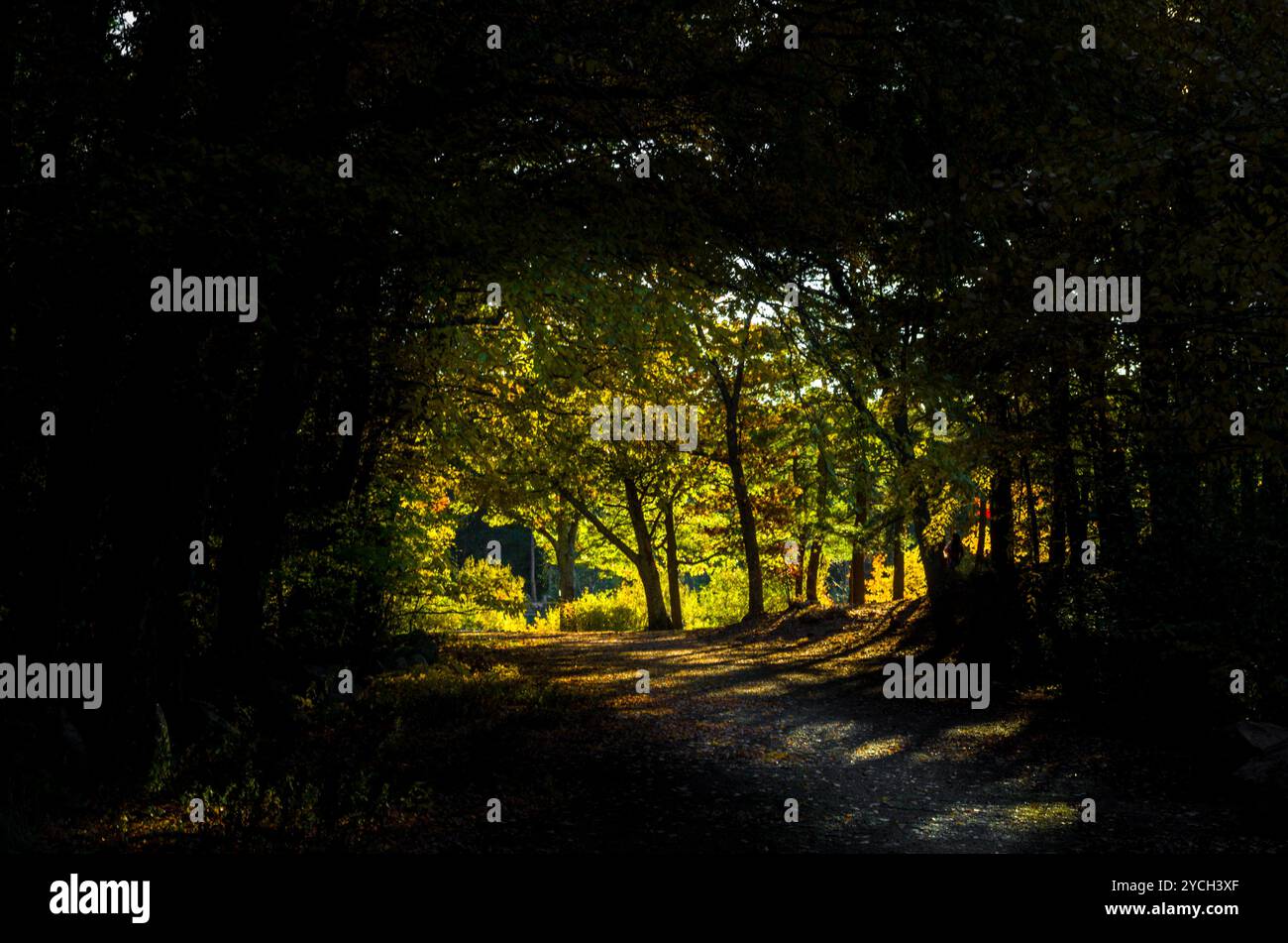 Dark Path in the Forest and the Light Stock Photo - Alamy