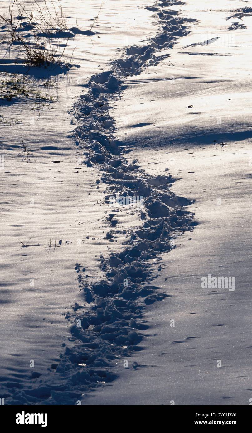 Winter is Here: Snowy Landscape with Curved Footprint Trails Stock ...