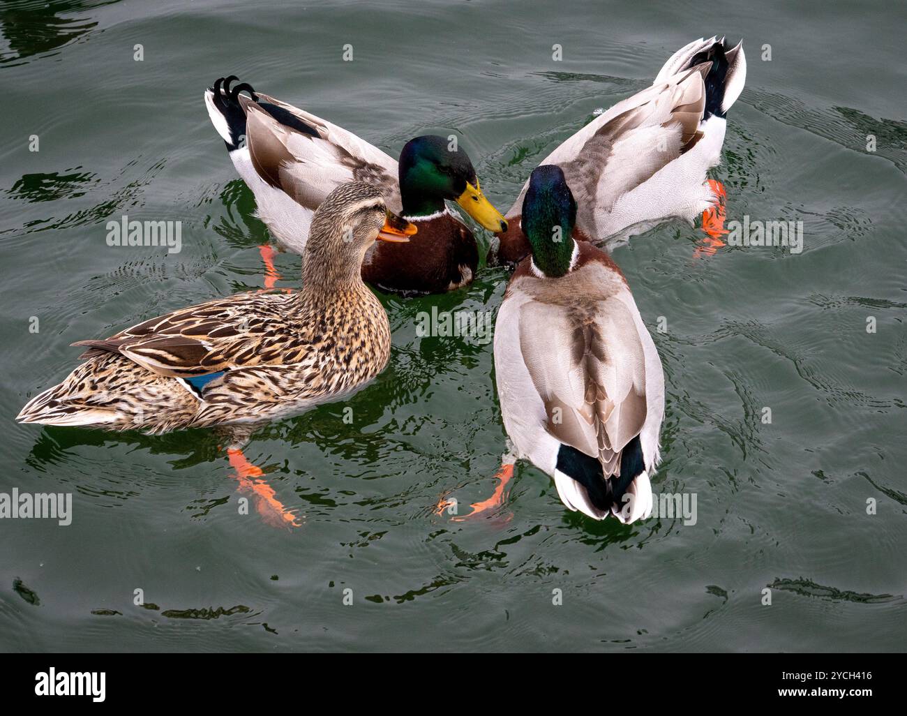 Four Ducks in the River: Quack Stories in Motion Stock Photo - Alamy