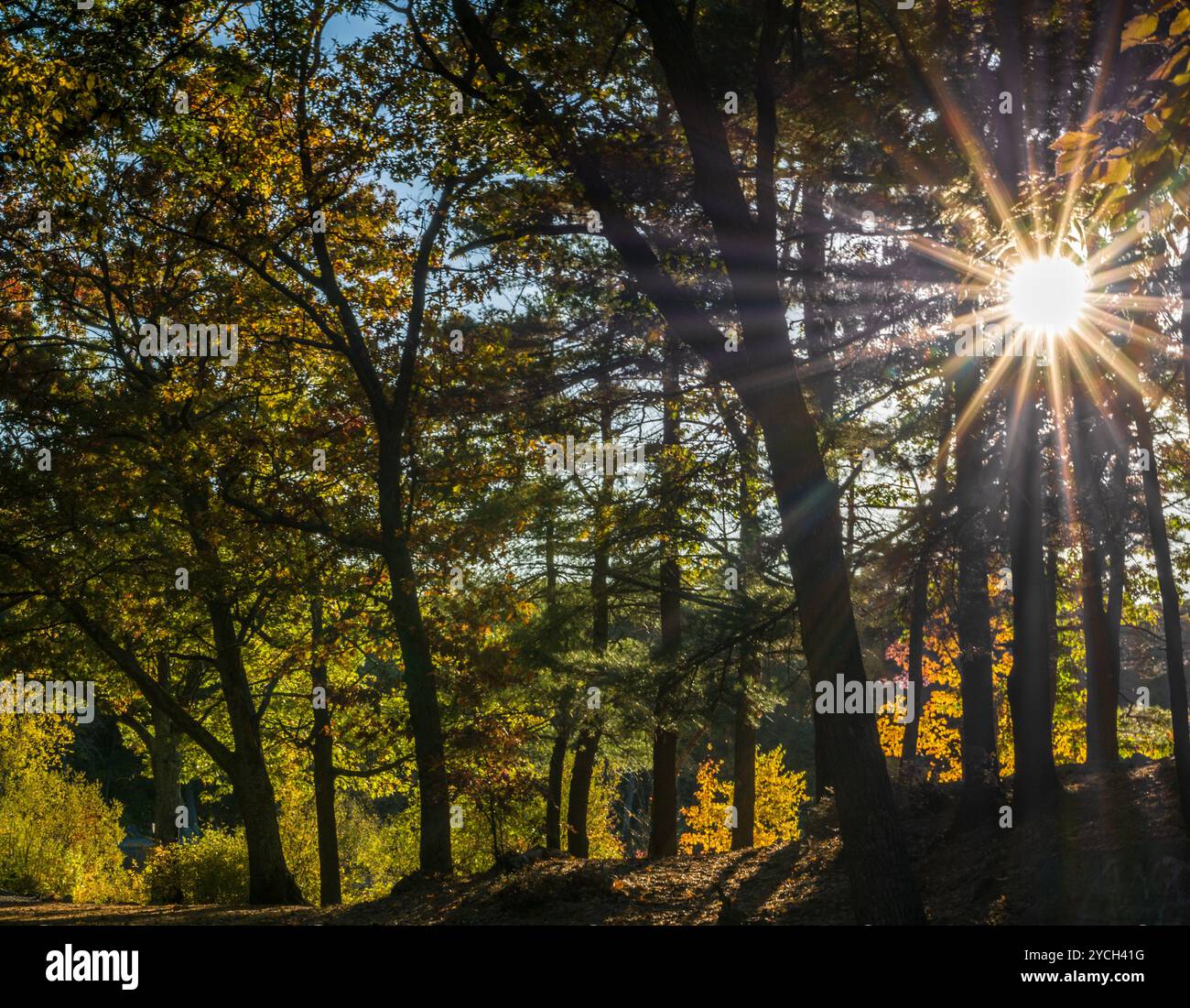 Striking golden color hi-res stock photography and images - Alamy