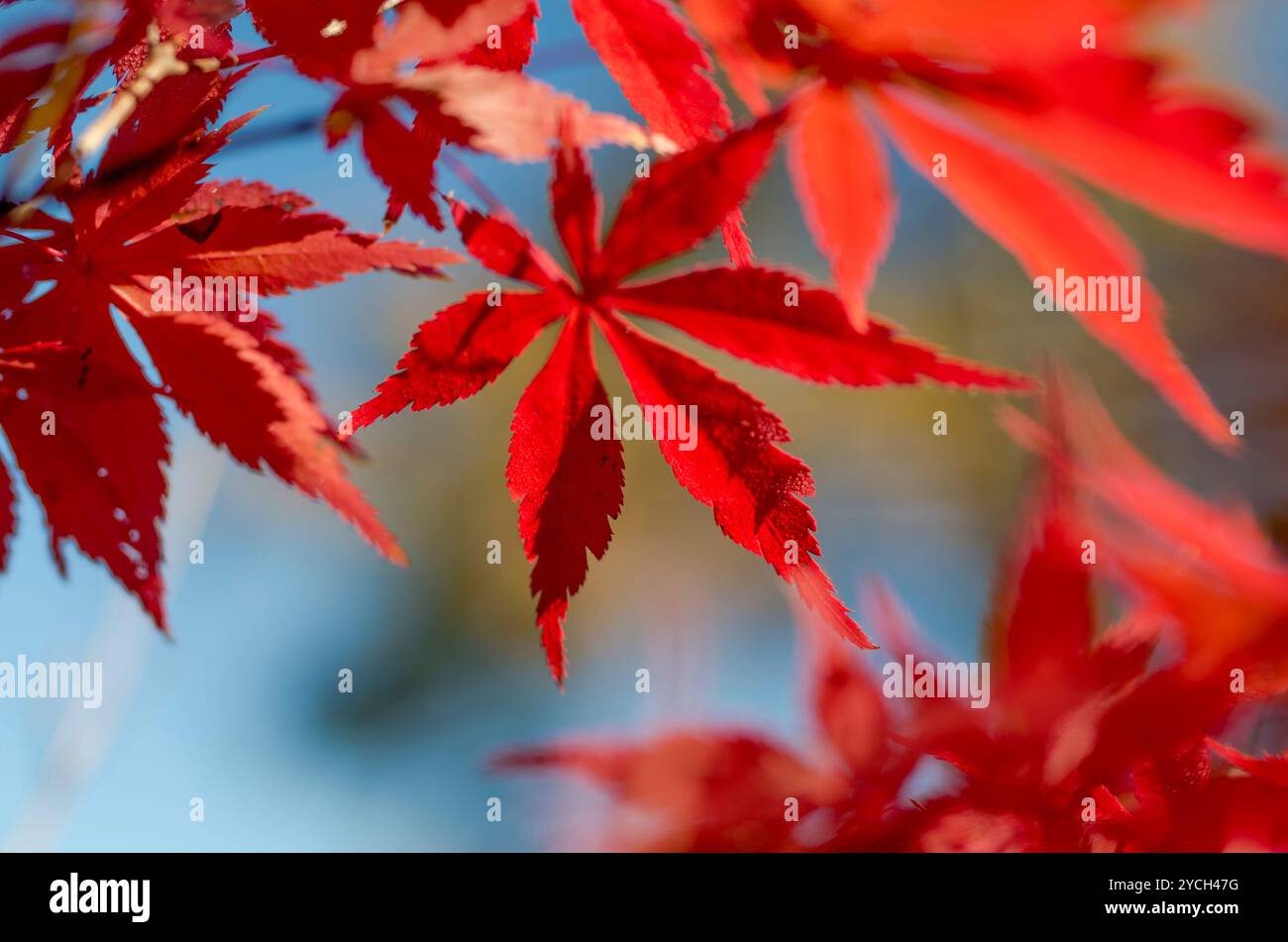 Close up of a Japanese Maple Tree in Southern Massachusetts, USA Stock ...