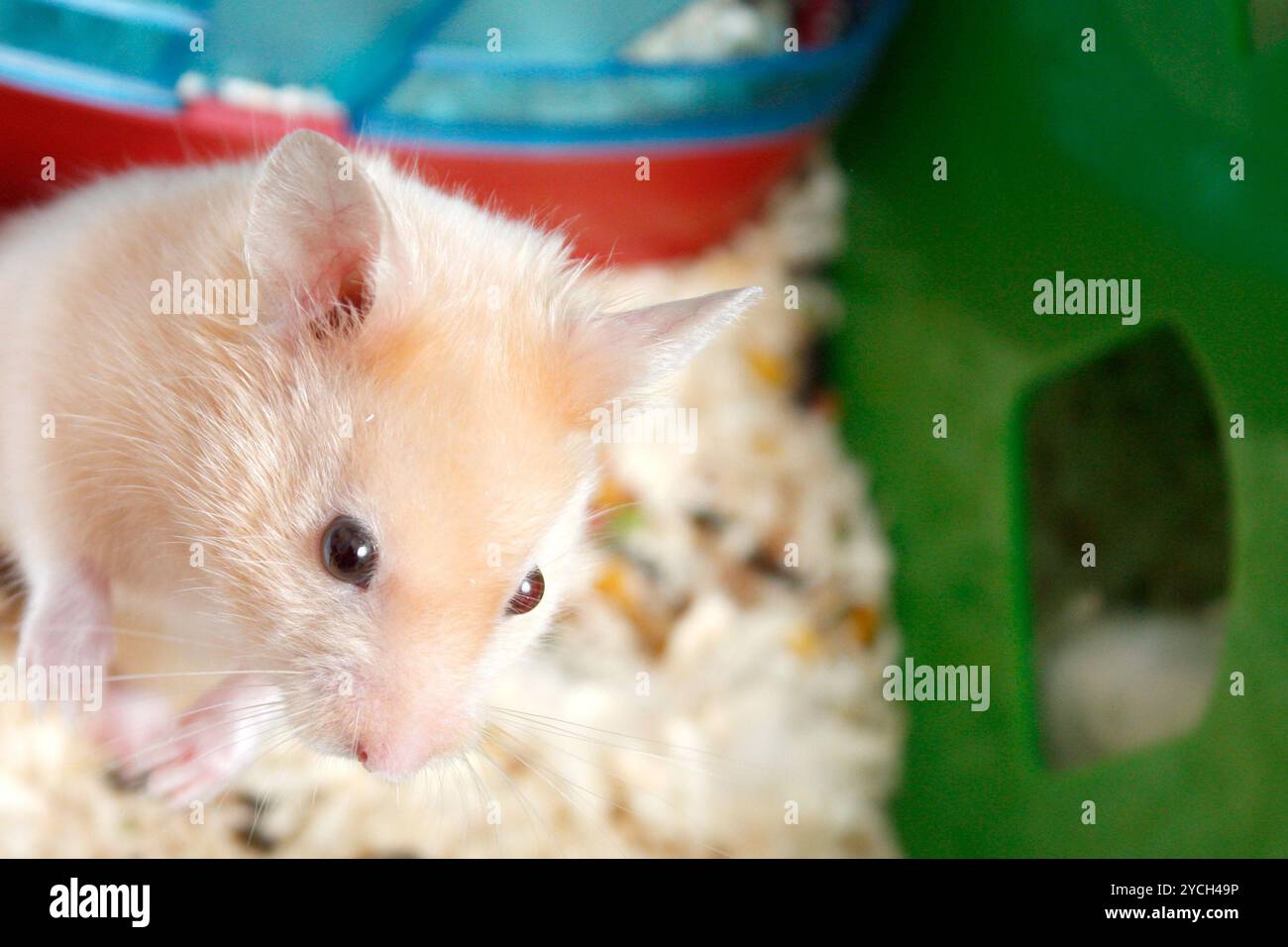 Hamster trap hi-res stock photography and images - Alamy