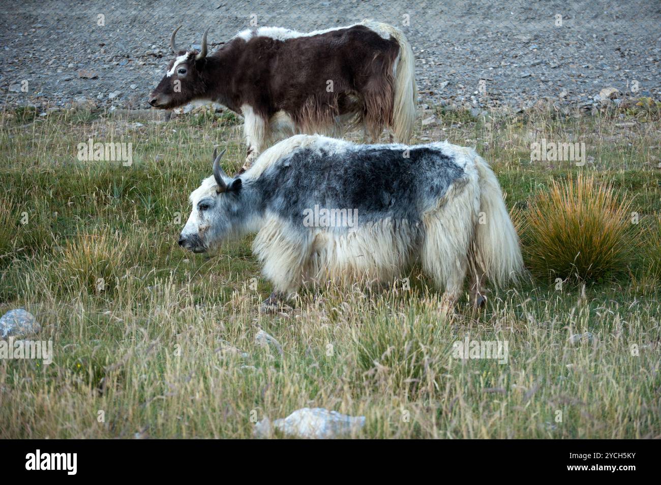 Himalayan wilderness hi-res stock photography and images - Alamy