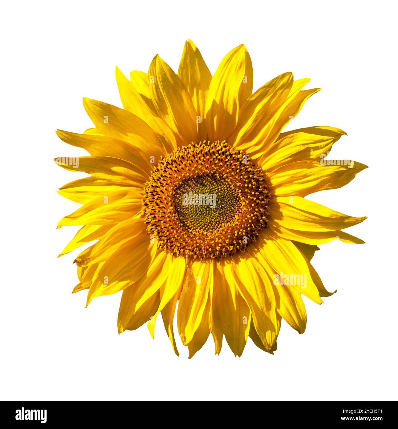 Yellow sunflowers sunflower seeds Cut Out Stock Images & Pictures - Alamy