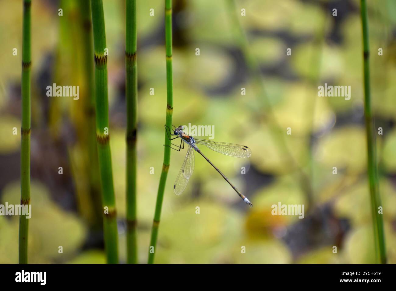 Aquatic plant habitat hi-res stock photography and images - Alamy