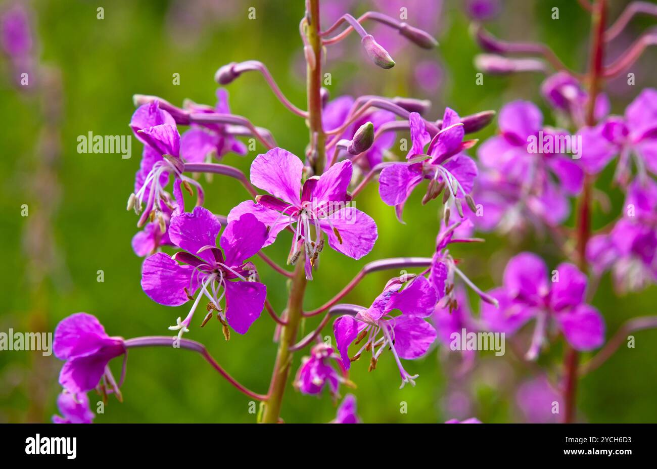 Purple alpine hi-res stock photography and images - Alamy