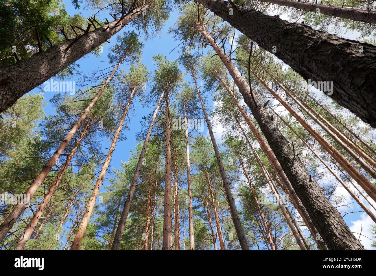 Blue sky above pine trees hi-res stock photography and images - Alamy