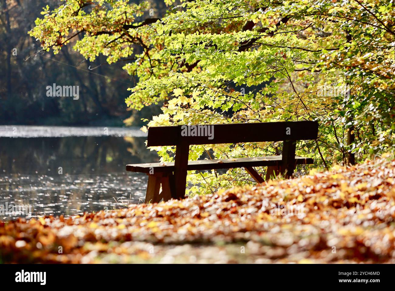 Ballenstedt, Germany. 23rd Oct, 2024. A bench stands in Ballenstedt ...