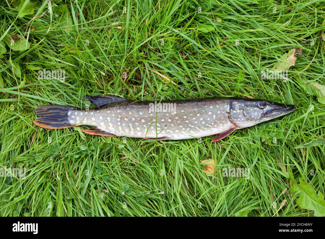 Pickerel fish hi-res stock photography and images - Alamy