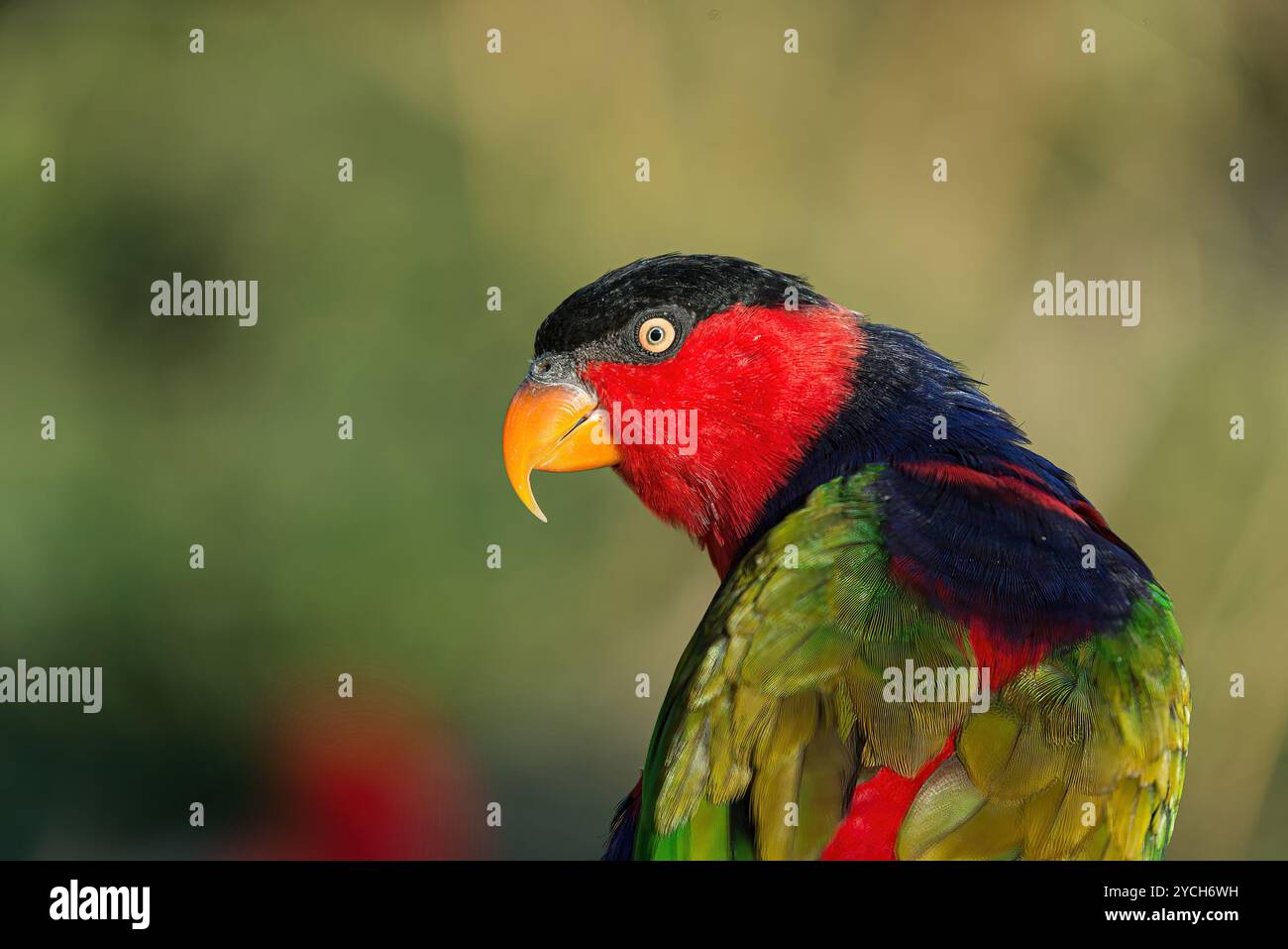Stunning Black-Capped lory parrot with vibrant feathers perched under ...