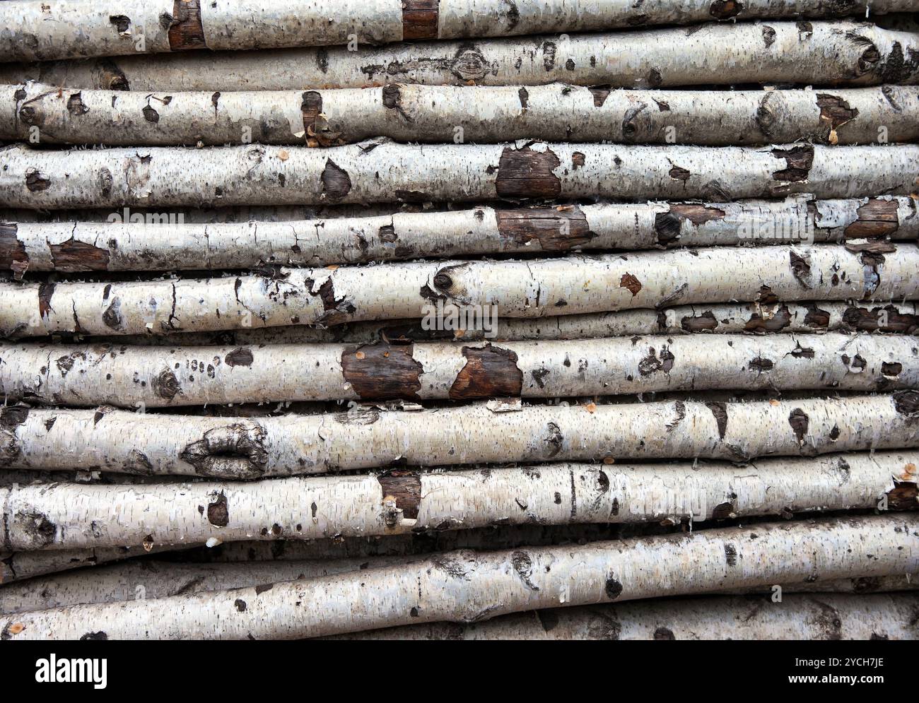 Wallpaper birch cut tree hi-res stock photography and images - Alamy