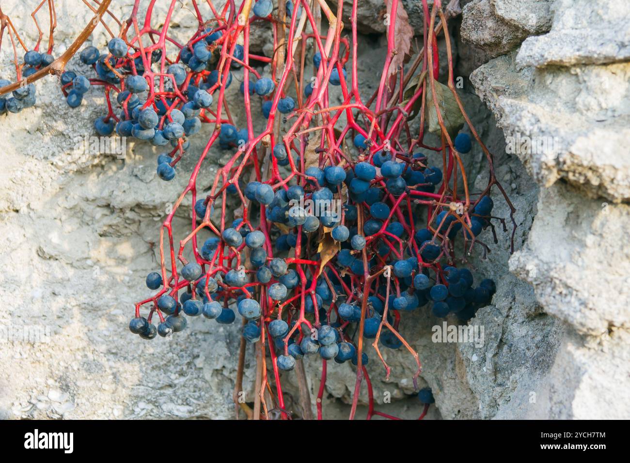Clambering vines hi-res stock photography and images - Alamy