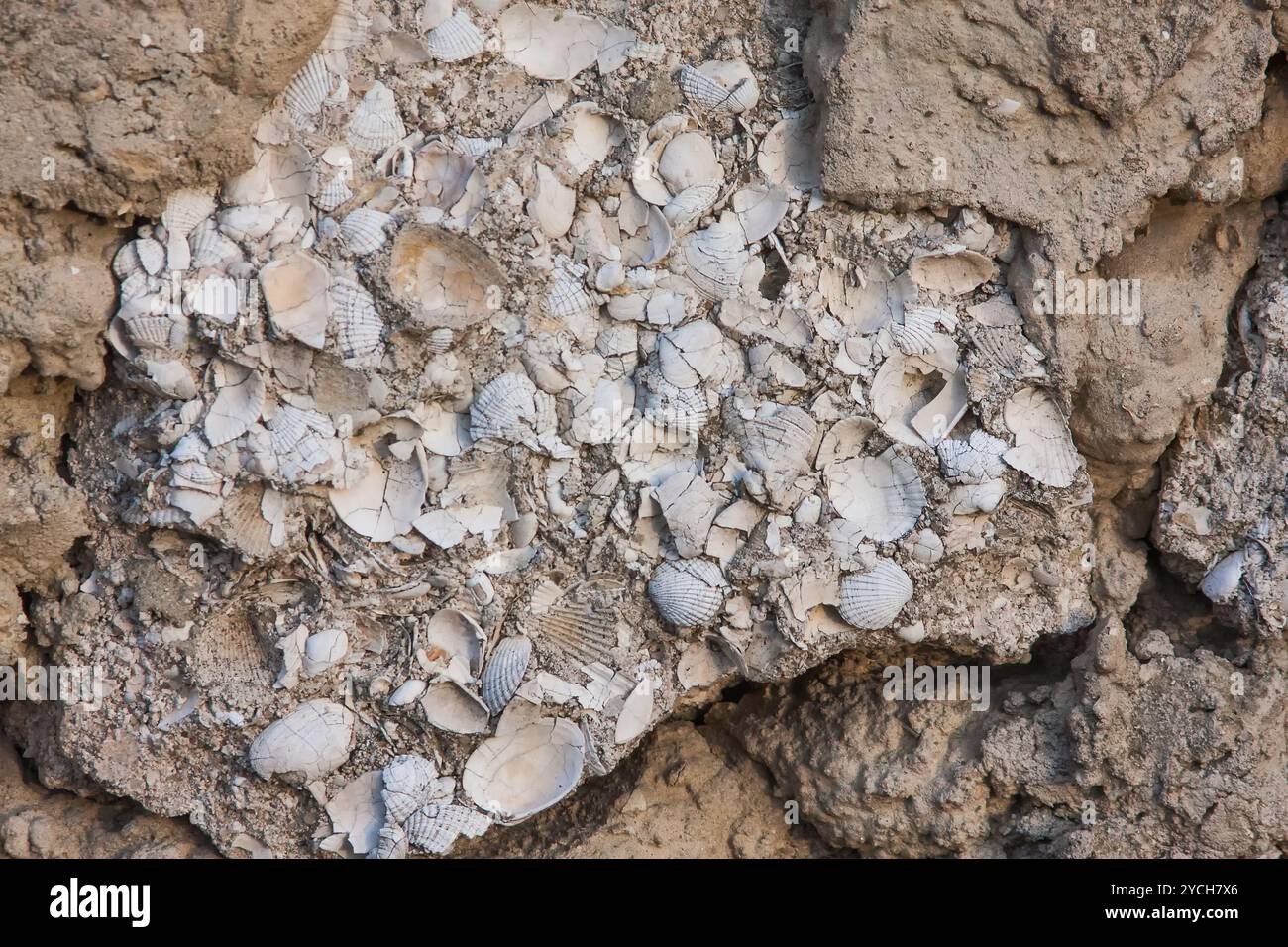 Limestone, a sedimentary rock from paleogene Stock Photo - Alamy