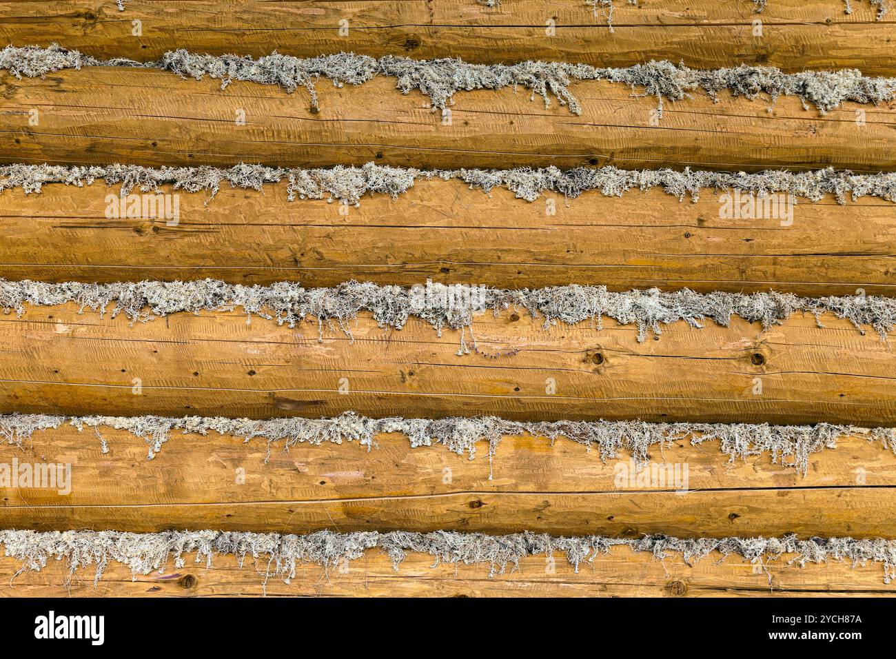 Wall of the wooden village house made of logs Stock Photo - Alamy