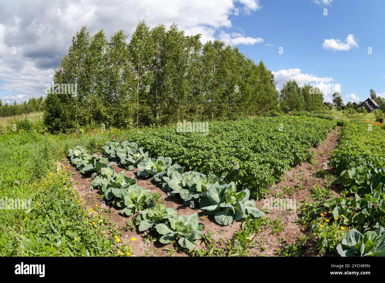 Growing vegetables in the summer in the countryside Stock Photo - Alamy