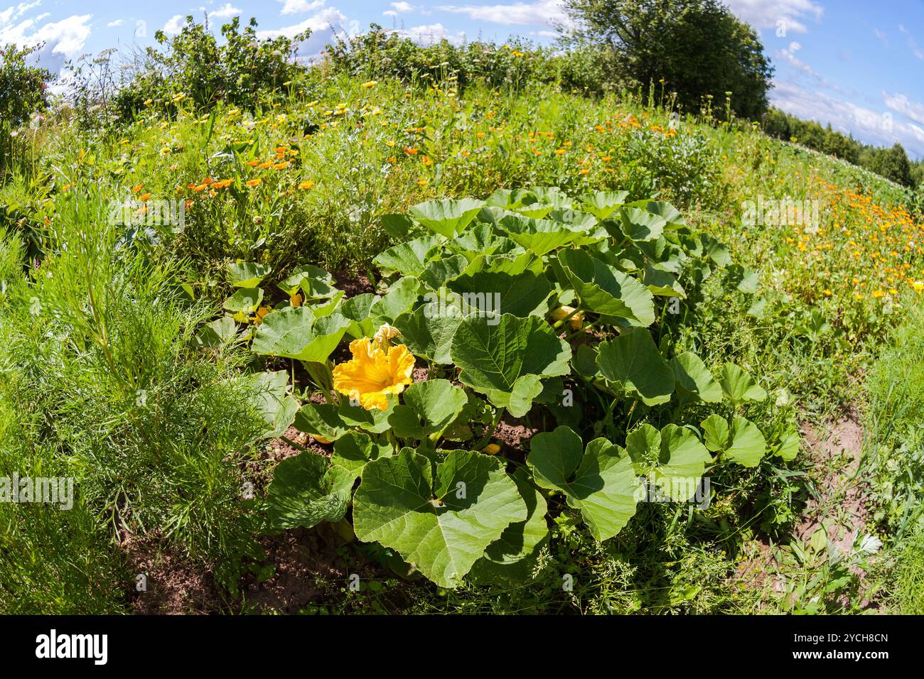 Pumpkin growing outside hi-res stock photography and images - Alamy