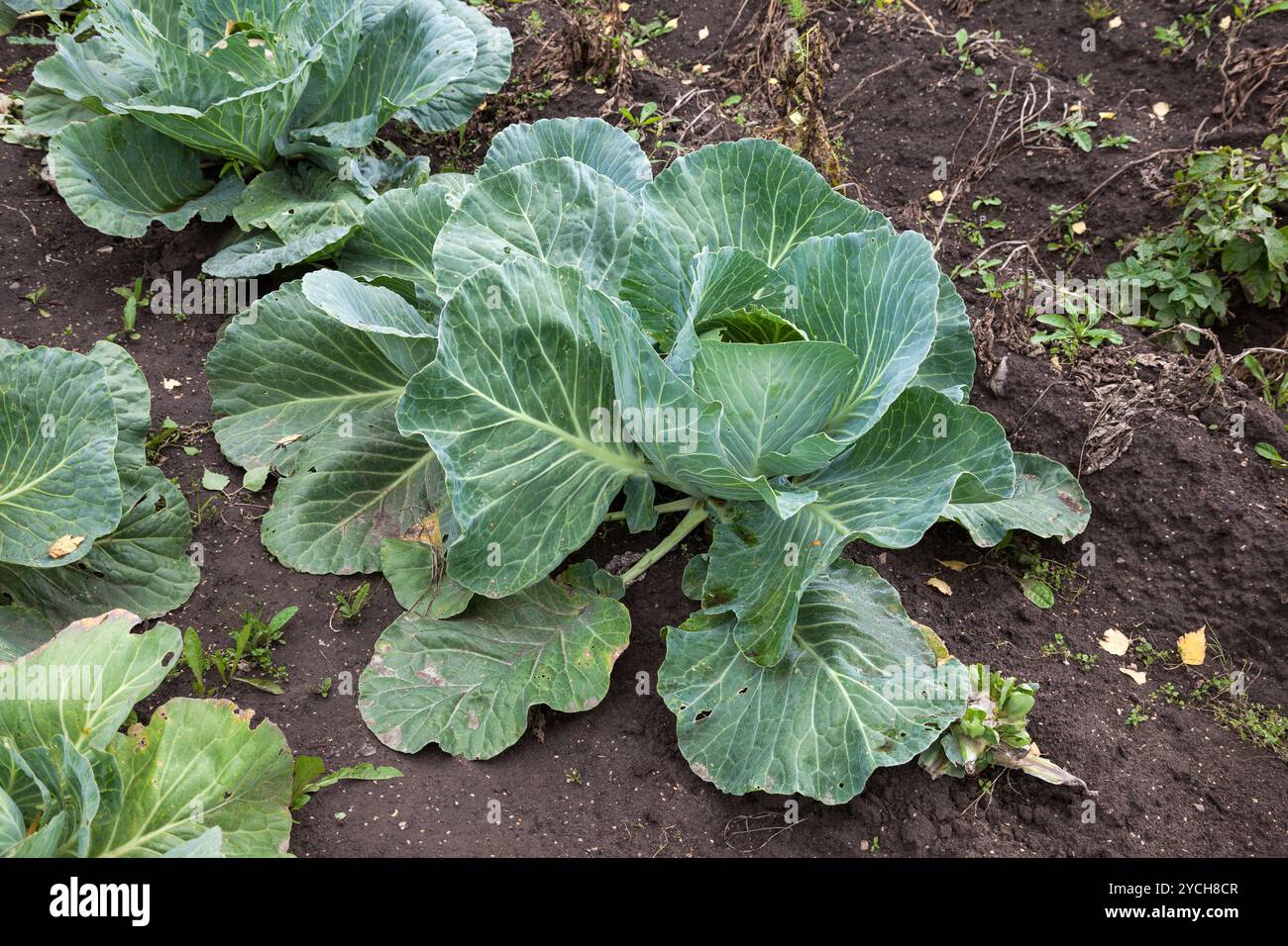 Young cabbage on bed hi-res stock photography and images - Alamy