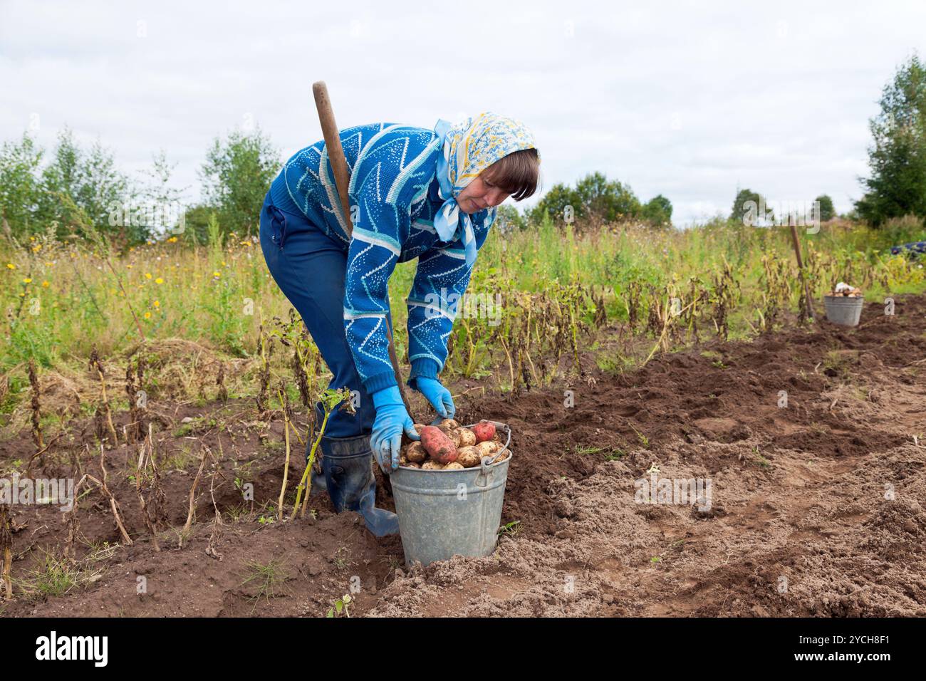 Potato crop ready for harvesting hi-res stock photography and images ...