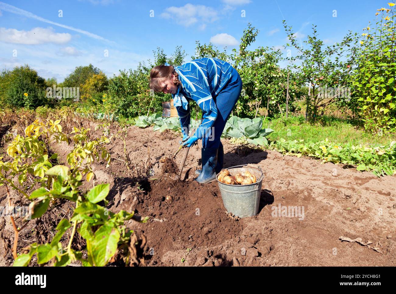 Potato crop ready for harvesting hi-res stock photography and images - Alamy